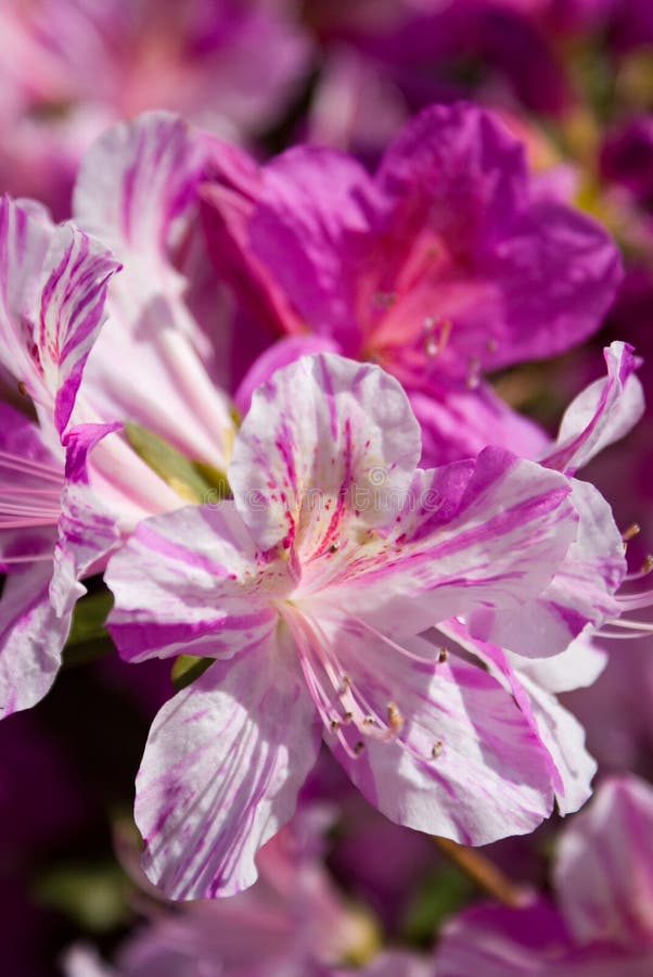 Azaleas stock photo. Image of shade, white, spring, autumn - 28406482