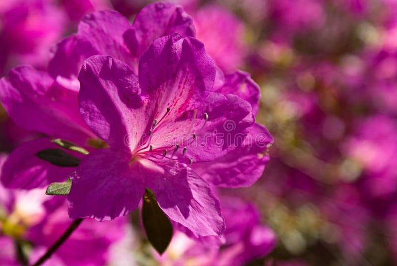 Azaleas stock photo. Image of shade, pink, flowers, azaleas - 28406522