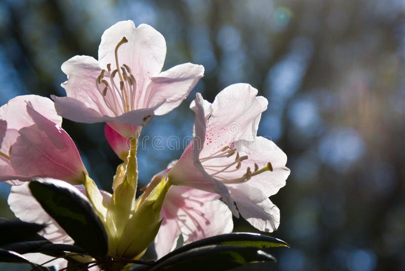 Azaleas stock photo. Image of autumn, azaleas, spring - 28406562