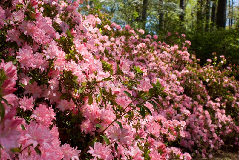 Azaleas stock photo. Image of flowers, flora, tree, rhododendron - 28528664