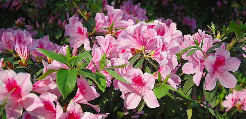 Azaleas stock image. Image of plant, colour, grow, green - 4421227