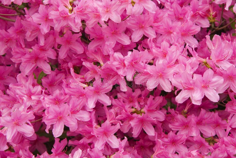 Azaleas stock image. Image of pink, outside, gorgeous - 4790385