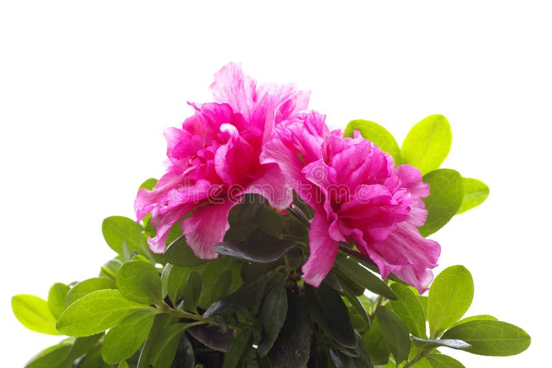 Azaleas stock image. Image of pink, outside, gorgeous - 4790385