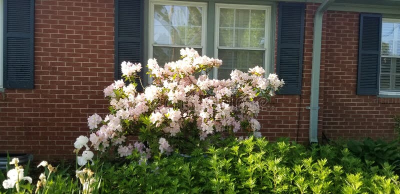 Azaleas stock image. Image of spring, azaleas, bloom - 117474835