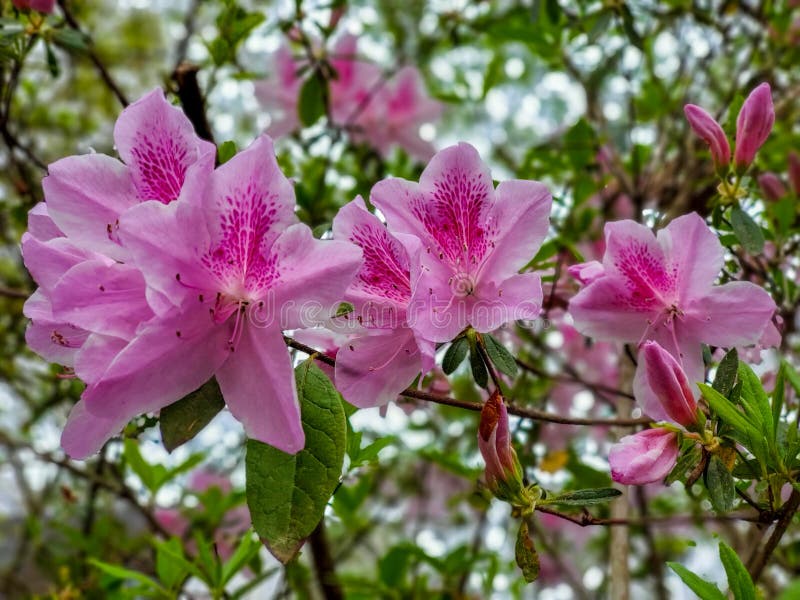 Azaleas in bloom stock photo. Image of tree, alabama - 214302060