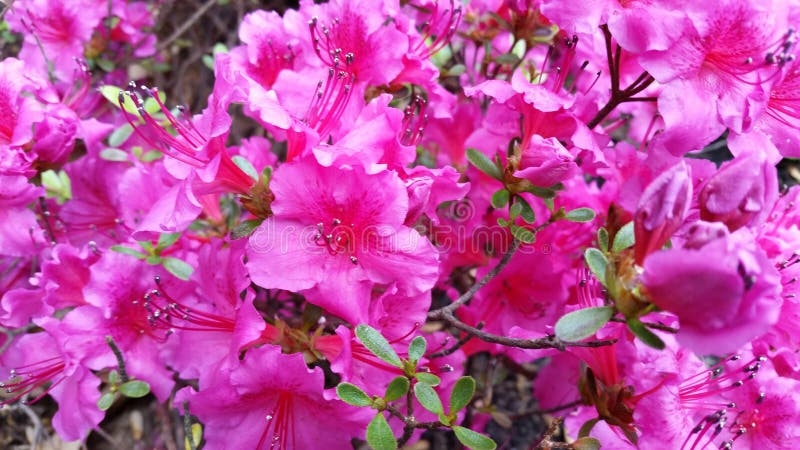 Azaleas stock photo. Image of beautiful, vibrant, azaleas - 98254878