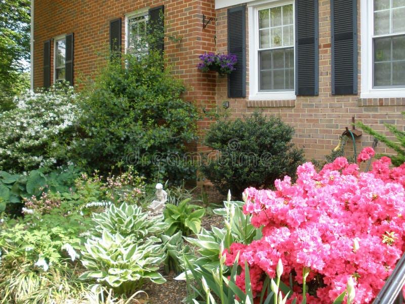 Azaleas in Bloom: Front of House, Springfielf, VA Stock Image - Image ...