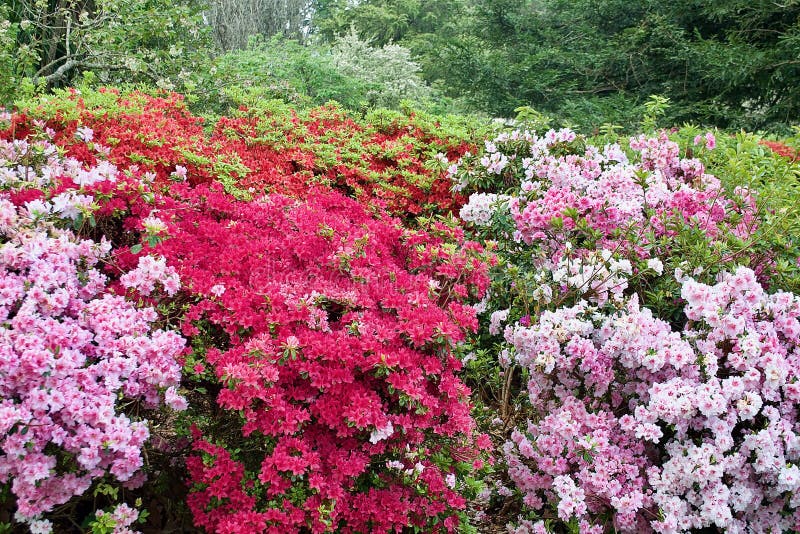Azaleas in Bloom at the Park in Spring Time Stock Photo - Image of ...