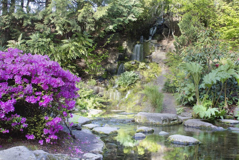 Pink Azaleas Blooming Along Garden Path Stock Image - Image of flowers ...