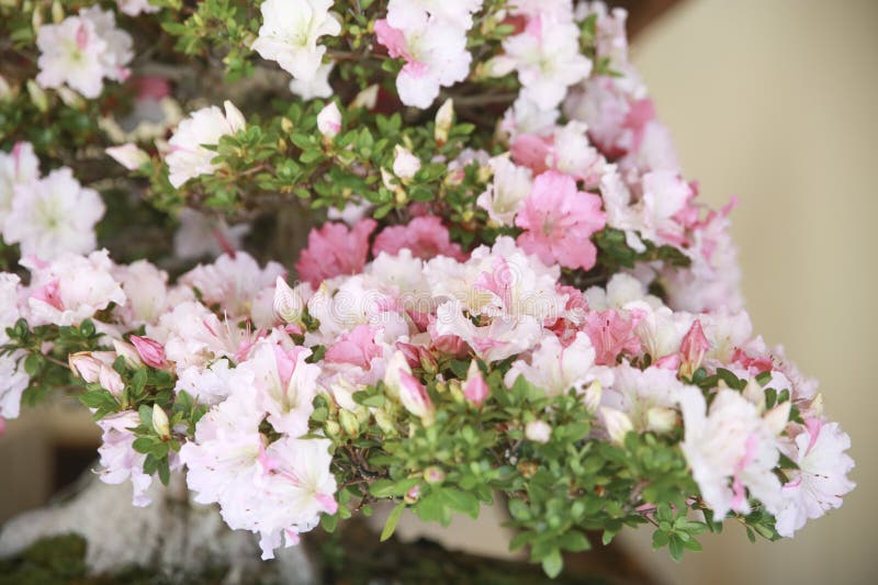 Azaleas bonsai stock photo. Image of japanese, spring - 274201224