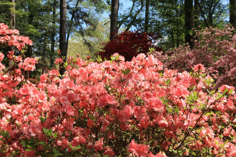 Azaleas at Callaway Gardens Stock Photo - Image of nature, puffy: 39789658