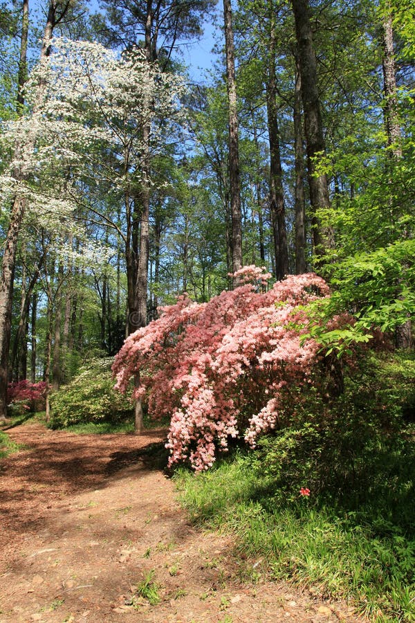 Azaleas at Callaway Gardens Stock Photo - Image of flower, callaway ...