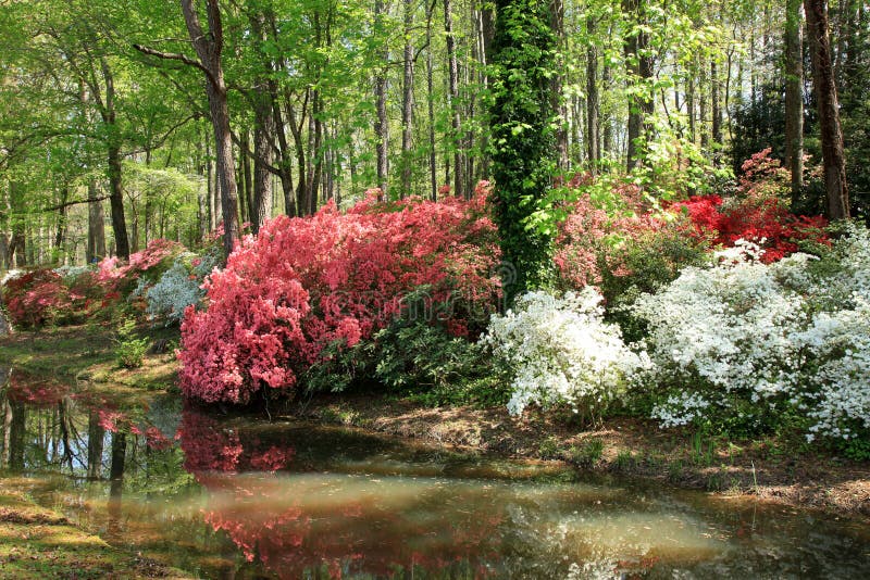 Azaleas at Callaway Gardens Stock Image - Image of path, callaway: 39805555
