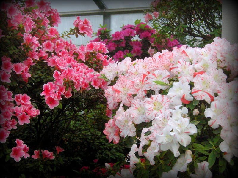 Azaleas from the Collection of the Botanical Garden in April Stock ...