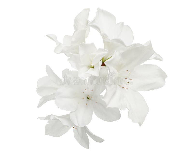 Azaleas Flowers with Leaves, White Flowers Isolated on White Background ...