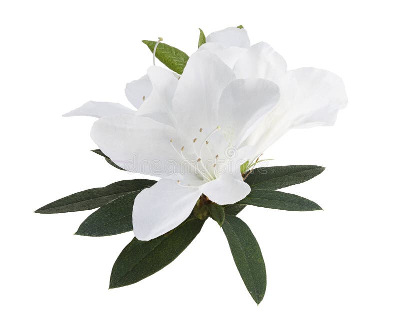 Azaleas Flowers with Leaves, White Flowers Isolated on White Background ...