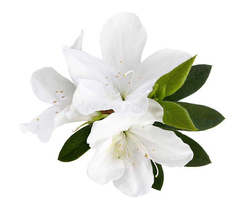 Azaleas Flowers with Leaves, White Flowers Isolated on White Background ...