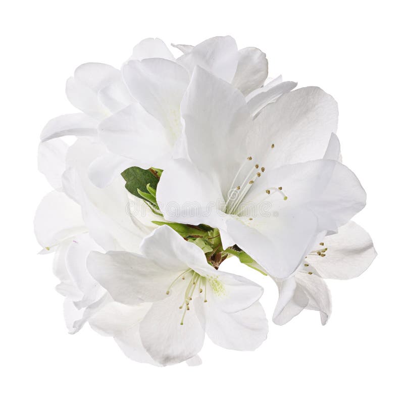 Azaleas Flowers with Leaves, White Flowers Isolated on White Background ...