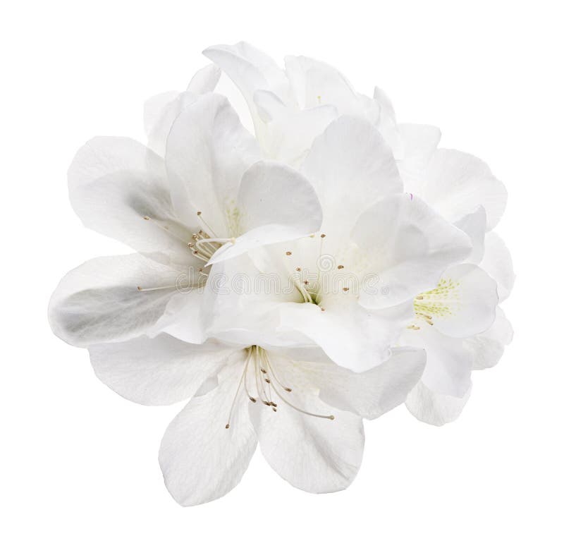 Azaleas Flowers with Leaves, White Flowers Isolated on White Background ...