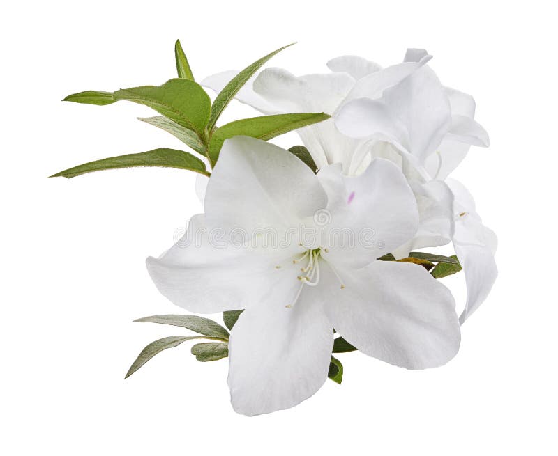 Azaleas Flowers with Leaves, White Flowers Isolated on White Background ...