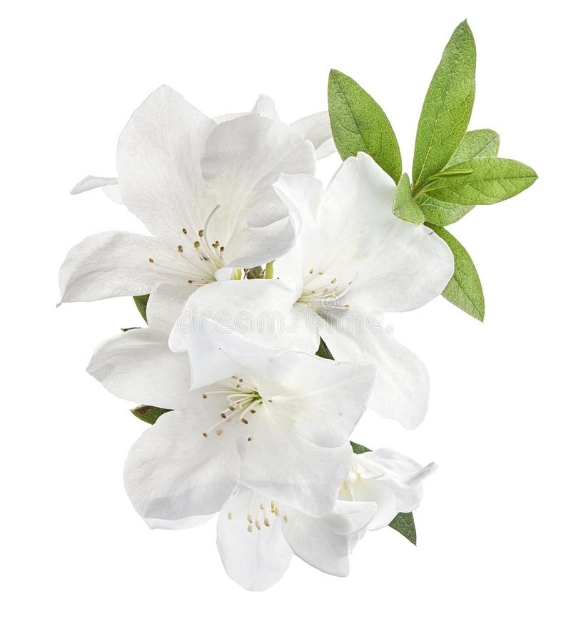 Azaleas Flowers with Leaves, White Flowers Isolated on White Background ...