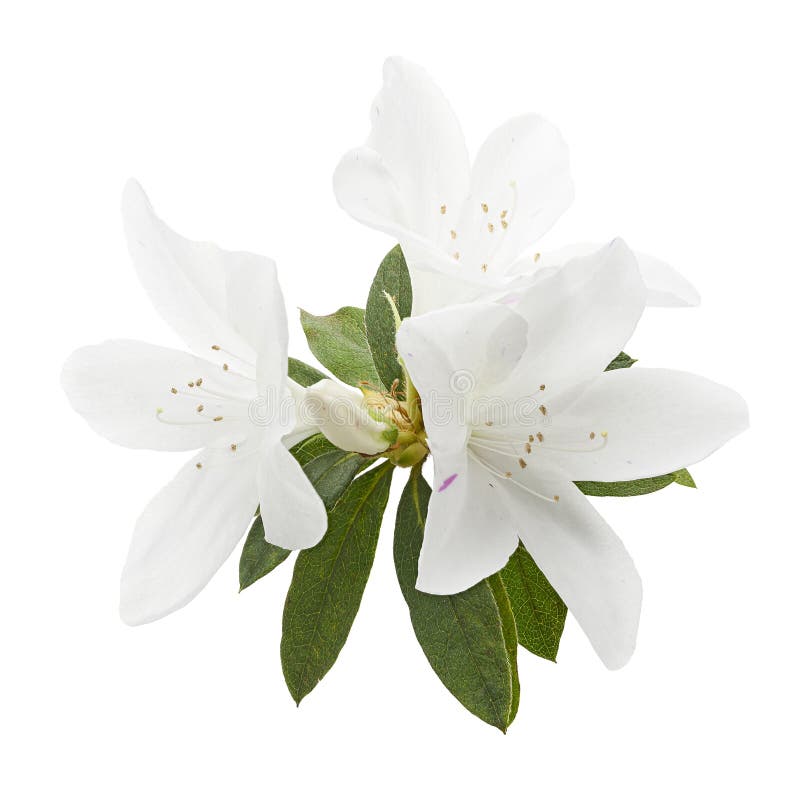 Azaleas Flowers with Leaves, White Flowers Isolated on White Background ...