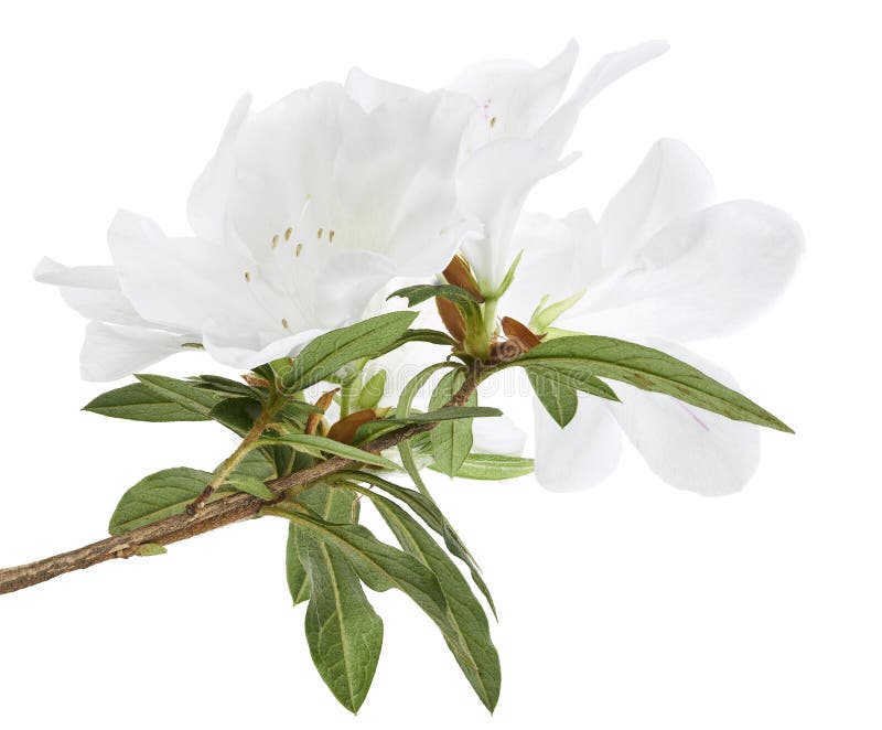 Azaleas Flowers with Leaves, White Flowers Isolated on White Background ...