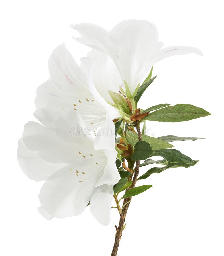 Azaleas Flowers with Leaves, White Flowers Isolated on White Background ...