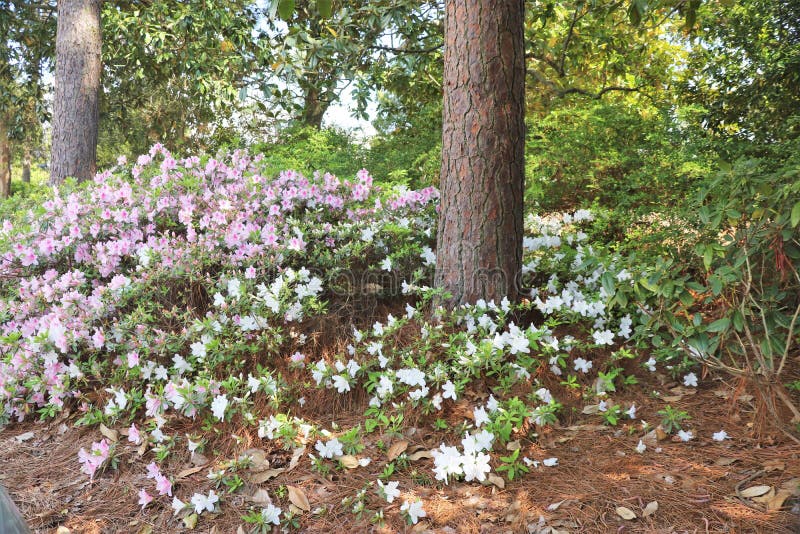 Azaleas in Full Bloom during Spring Time Stock Photo - Image of plant ...