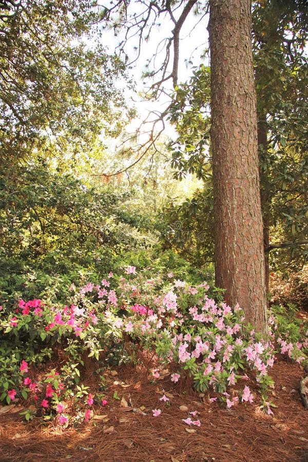 Azaleas in Full Bloom during Spring Time Stock Image - Image of ...