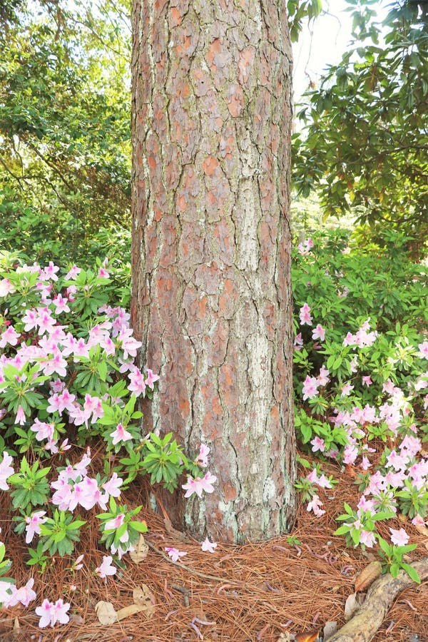 Azaleas in Full Bloom during Spring Time Stock Photo - Image of ...