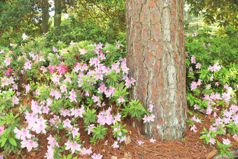 Azaleas in Full Bloom during Spring Time Stock Photo - Image of azalea ...
