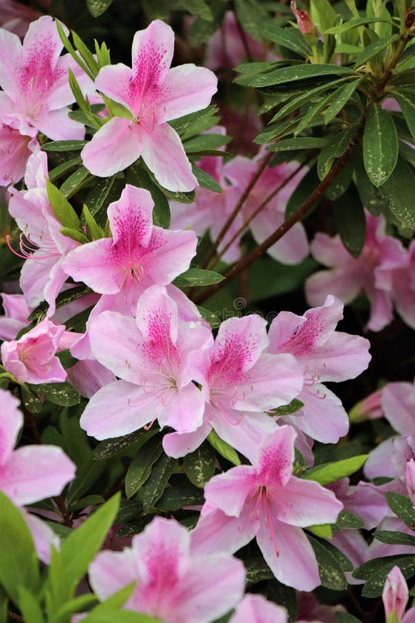 Azaleas in Full Bloom during Spring Time Stock Image - Image of floral ...