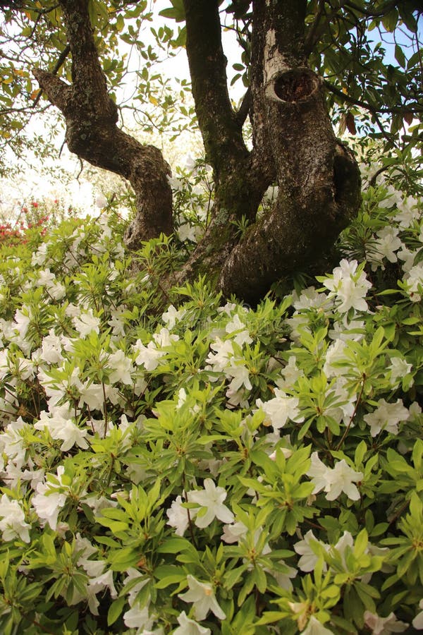 Azaleas in Full Bloom during Spring Time Stock Image - Image of garden ...