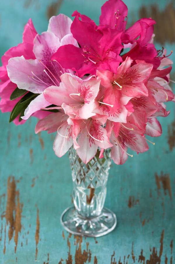 Azaleas in glass Vase stock image. Image of delicate, beautiful - 2225987