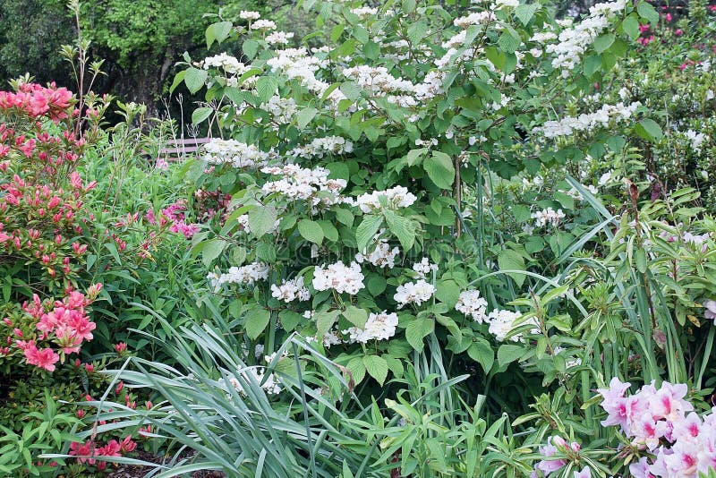 Azaleas in the Park at Spring Time Stock Image - Image of petal ...