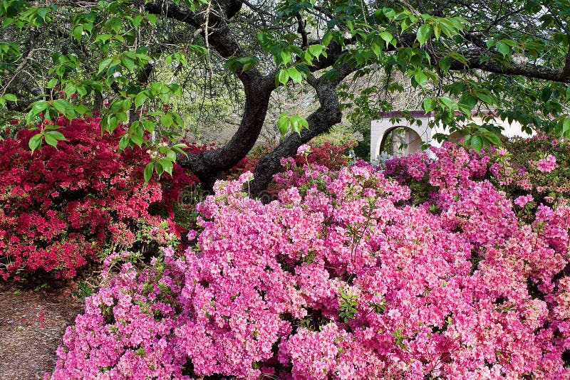 Azaleas at the Park in Spring Time Stock Photo - Image of park, garden ...