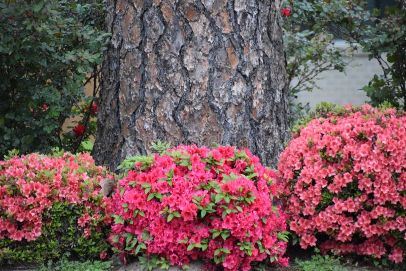 Azaleas with a Pine Tree Back Ground Stock Image - Image of green ...