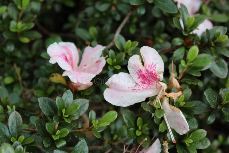 Azaleas stock image. Image of plant, pink, subshrub, carolina - 94891167