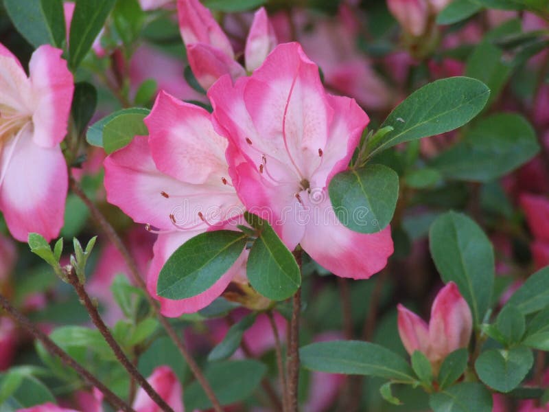 Azaleas stock photo. Image of leaf, carolina, azaleas - 94892460