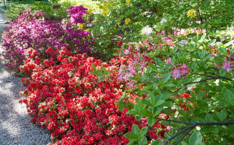 Azaleas shrubs blooming stock photo. Image of beauty - 316660850