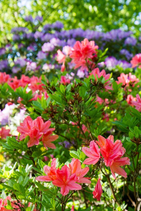 Azaleas shrubs blooming stock photo. Image of pink, plant - 316660854