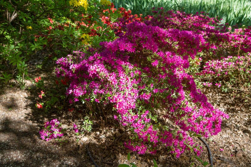 Azaleas shrubs blooming stock photo. Image of green - 319797126
