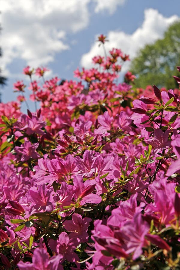 Azaleas in spring stock photo. Image of garden, light - 12192478