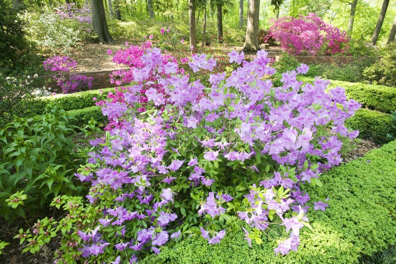 Azaleas in Spring in National Arboretum, Washington D.C Stock Image ...