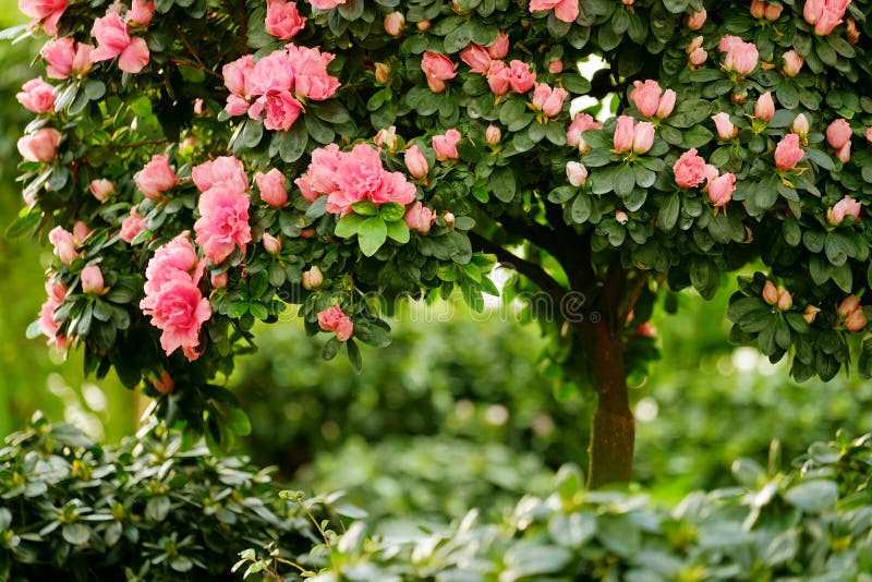 Azaleas on a tree stock image. Image of head, flora, boke - 81101279