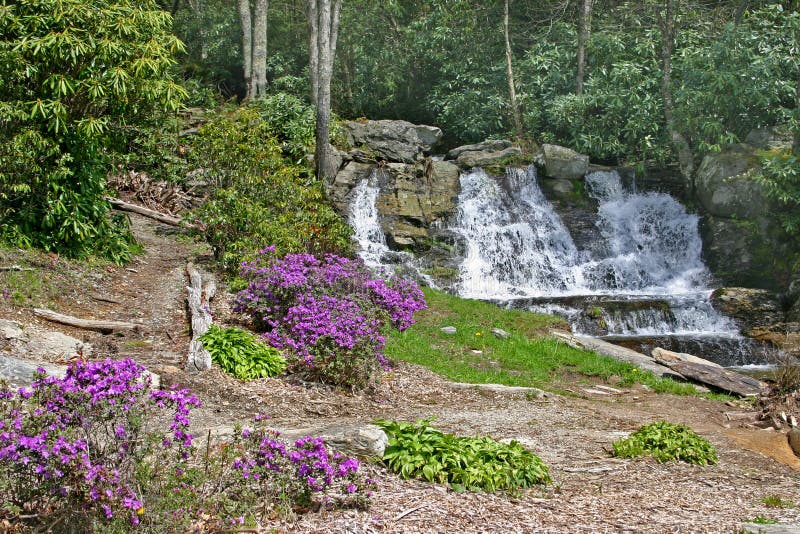 Cascade Azalea Stock Photos - Free & Royalty-Free Stock Photos from ...