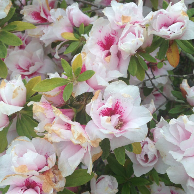 Azaleas stock image. Image of life, wild, australian - 78648387