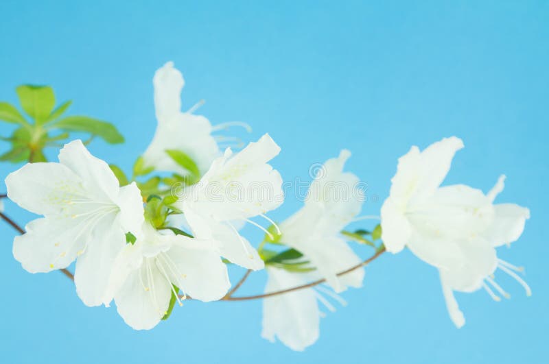 Azaleas Y Fondo Blancos De Azul De Cielo Imagen de archivo - Imagen de ...