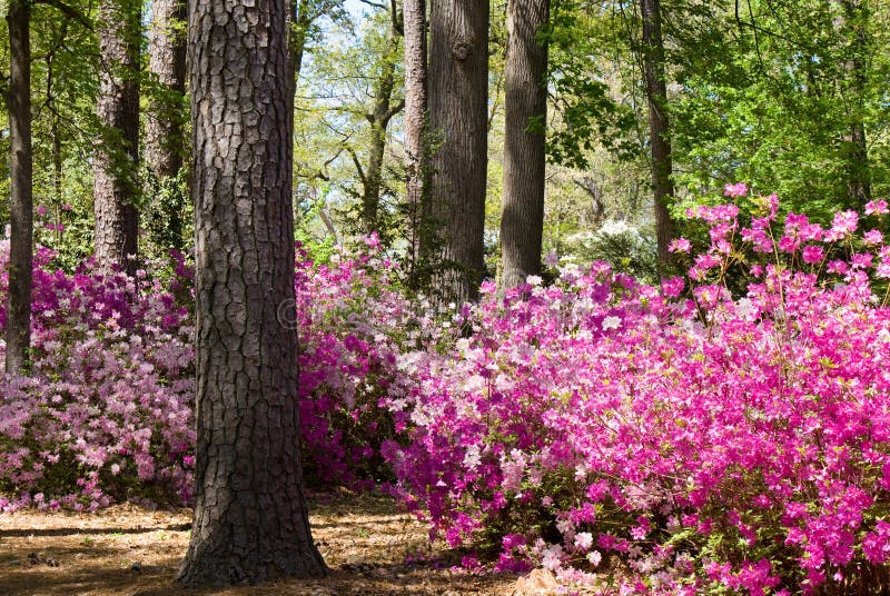 Azalee-Garten stockbild. Bild von blumen, garten, rosa - 20350385